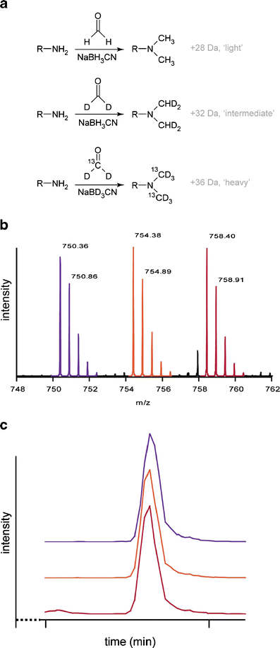 Applications of stable isotope dimethyl labeling in quantitative ...