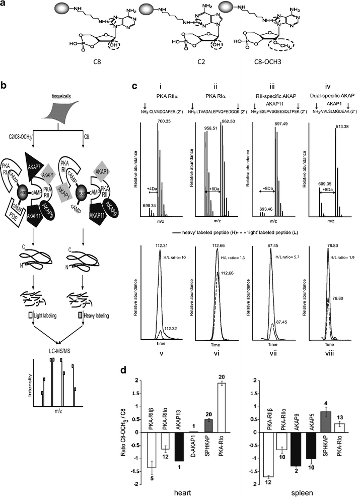 Applications of stable isotope dimethyl labeling in quantitative ...