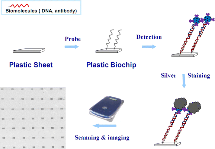 Novel plastic biochips for colorimetric detection of biomolecules ...
