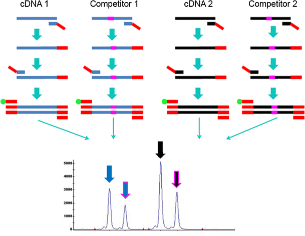 Quantitative analysis of multiple genes’ expressions based on a novel ...