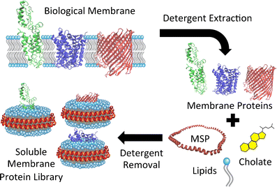Nanodisc-solubilized membrane protein library reflects the membrane ...