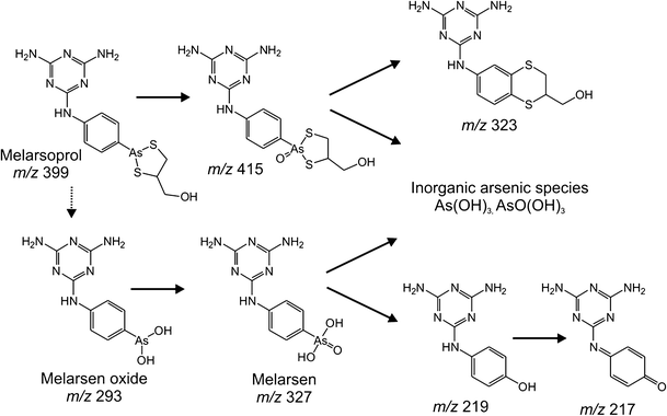 Investigation of the biotransformation of melarsoprol by ...