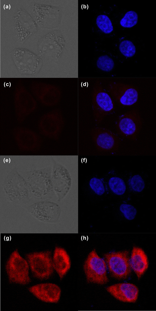 Nile-red and Nile-blue-based near-infrared fluorescent probes for in ...