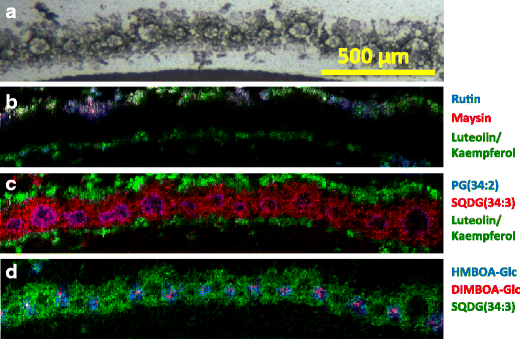 Subcellular-level resolution MALDI-MS imaging of maize leaf metabolites ...