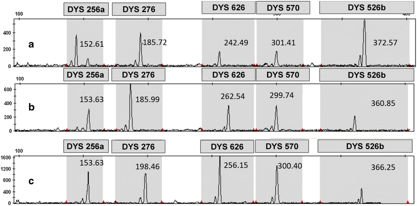Rapid microfluidic analysis of a Y-STR multiplex for screening of ...