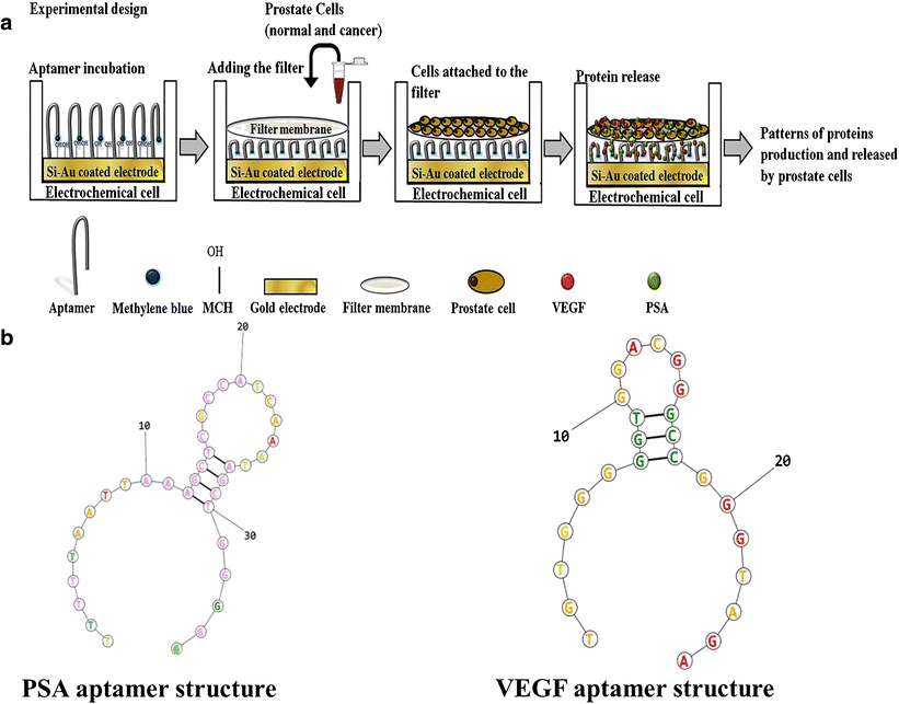 Electrochemical aptamer-based biosensor developed to monitor PSA and VEGF released by prostate ...