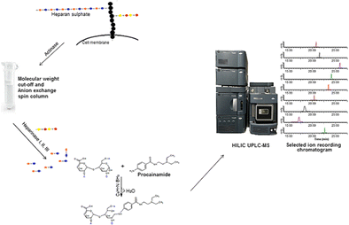 Analysis of procainamide-derivatised heparan sulphate disaccharides in ...