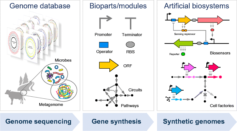 Synthetic biology for microbial heavy metal biosensors | SpringerLink