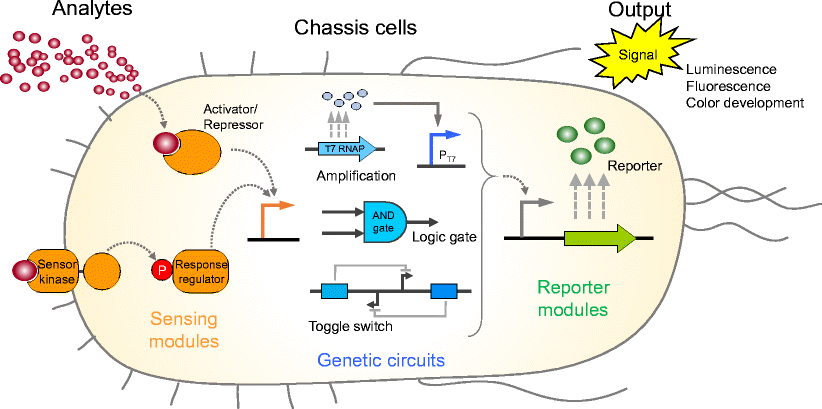 Synthetic biology for microbial heavy metal biosensors | SpringerLink