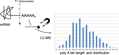 Poly A tail length analysis of in vitro transcribed mRNA by LC-MS ...
