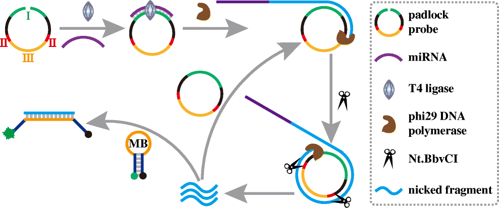 Nicking-enhanced rolling circle amplification for sensitive fluorescent ...