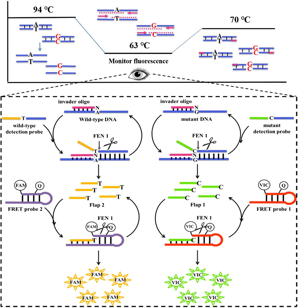 Highly sensitive and specific real-time PCR by employing serial ...