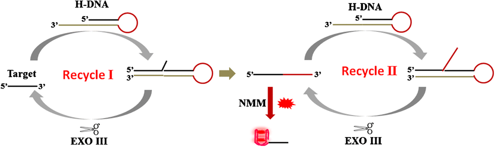 A simple enzyme-assisted cascade amplification strategy for ...