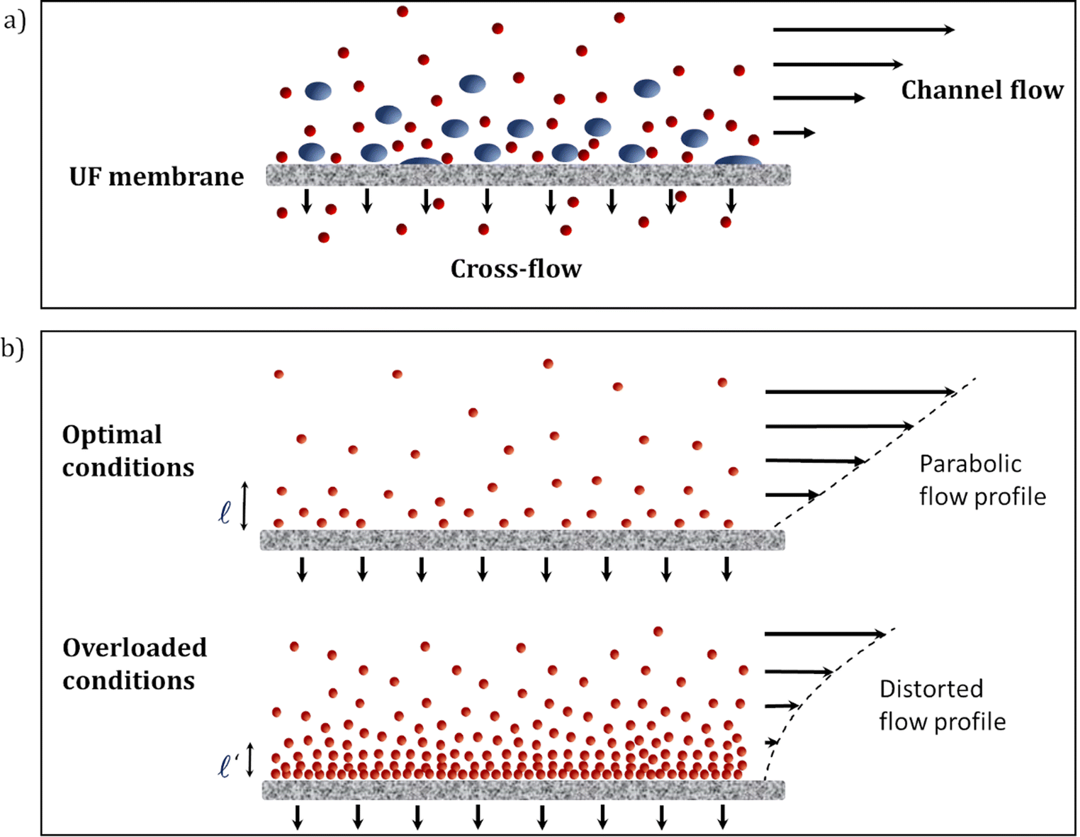 Recovery, overloading, and protein interactions in asymmetrical flow ...