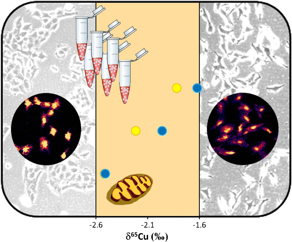 Cellular and sub-cellular Cu isotope fractionation in the human ...