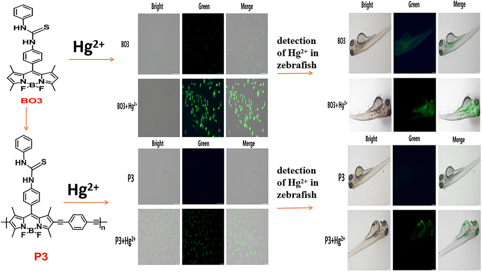 Highly sensitive and selective fluorescent monomer/polymer probes for Hg2+ and Ag+ recognition ...