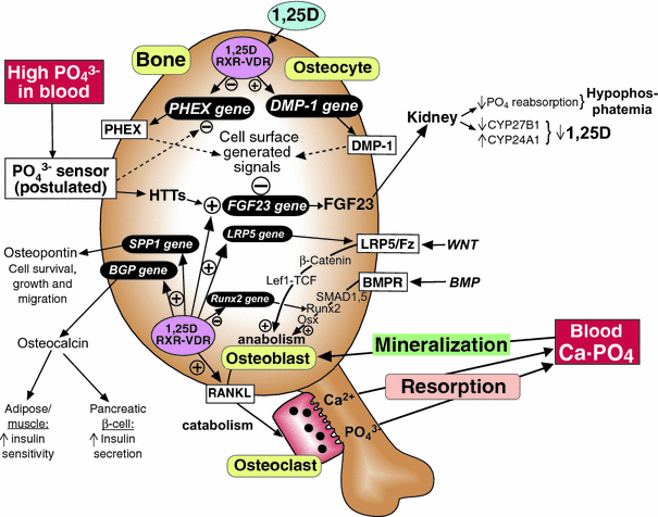 Molecular Mechanisms of Vitamin D Action | SpringerLink