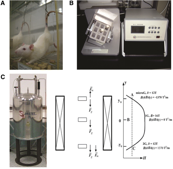 Physiological Effects of Microgravity on Bone Cells | SpringerLink
