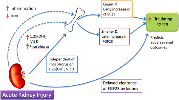 Novel Faces of Fibroblast Growth Factor 23 (FGF23): Iron Deficiency ...
