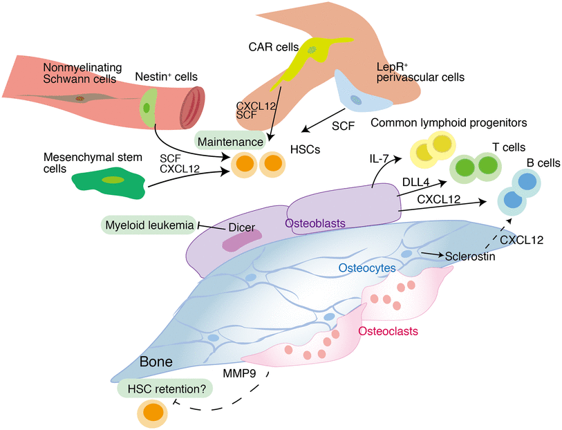 Overview of Osteoimmunology | SpringerLink