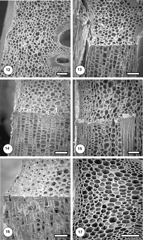 Development and structure of the terminal layer in bamboo culms ...