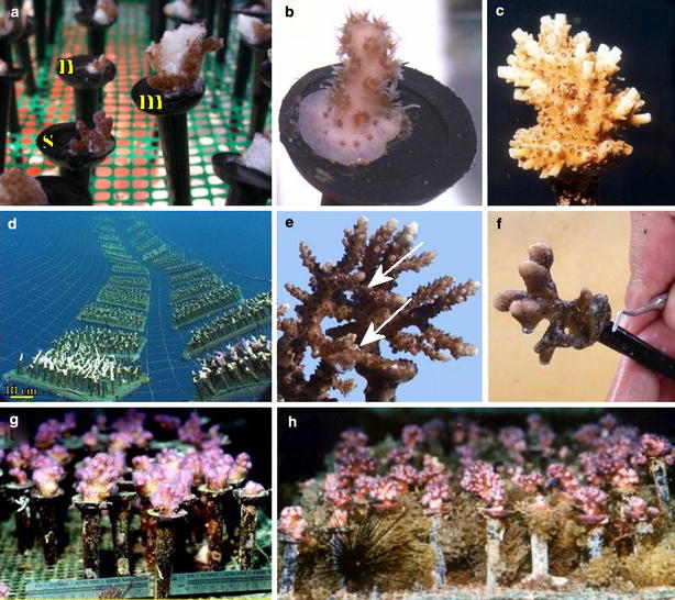 Steps in the construction of underwater coral nursery, an essential ...