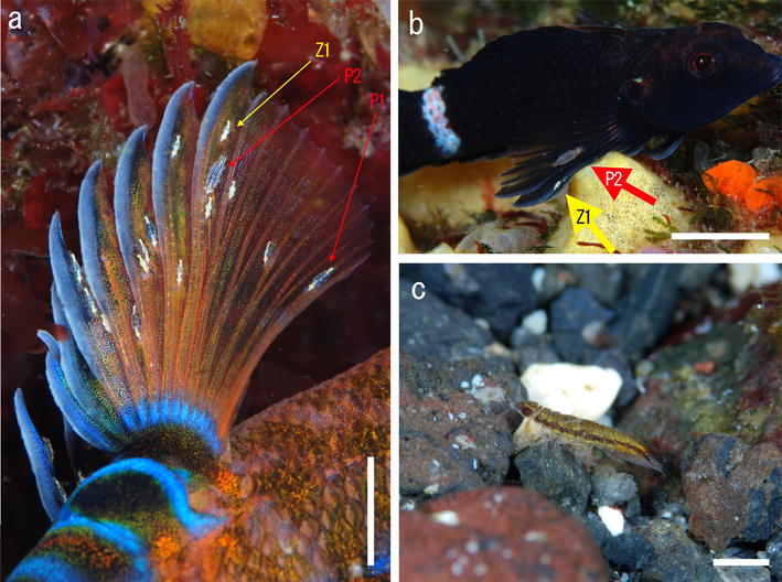 Third-stage larva shifts host fish from teleost to elasmobranch in the ...