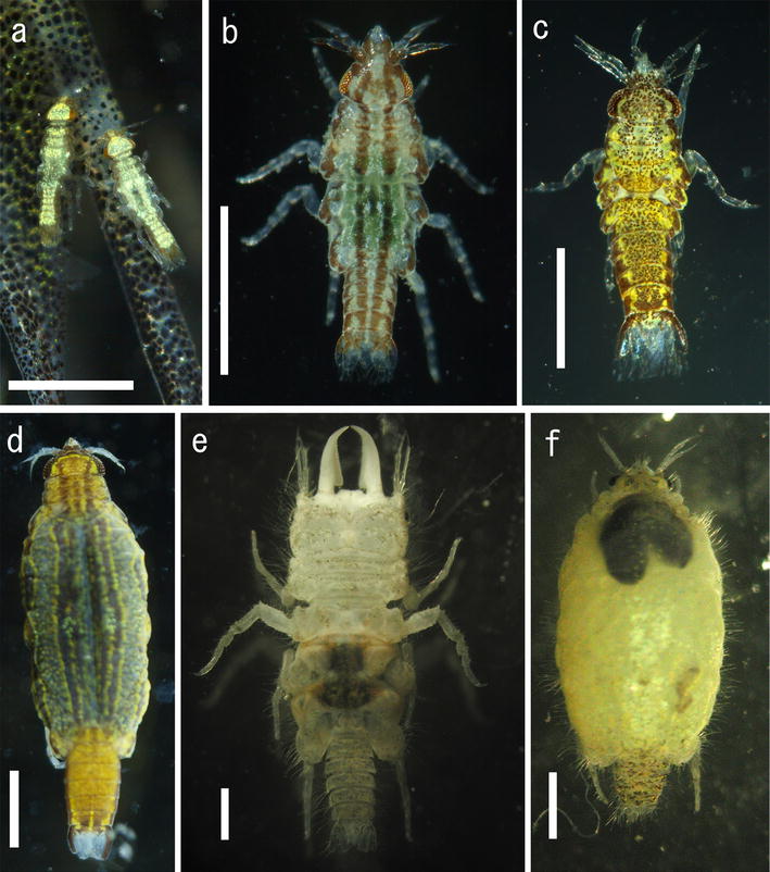 Third-stage larva shifts host fish from teleost to elasmobranch in the ...