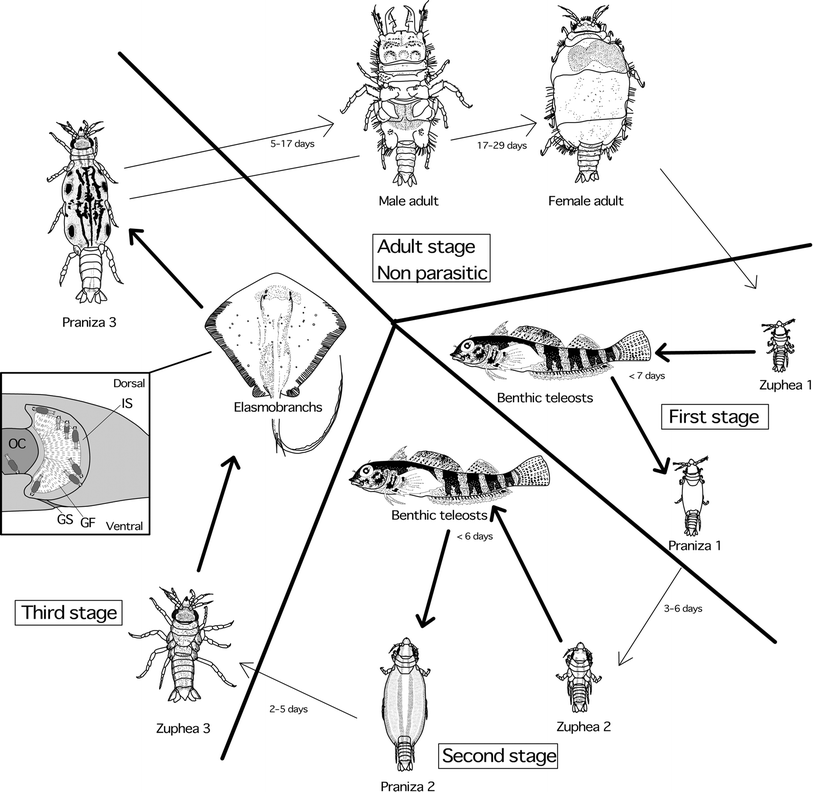 Third-stage larva shifts host fish from teleost to elasmobranch in the ...
