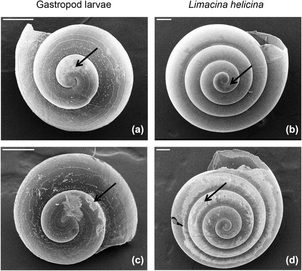 Influence of bacteria on shell dissolution in dead gastropod larvae and ...