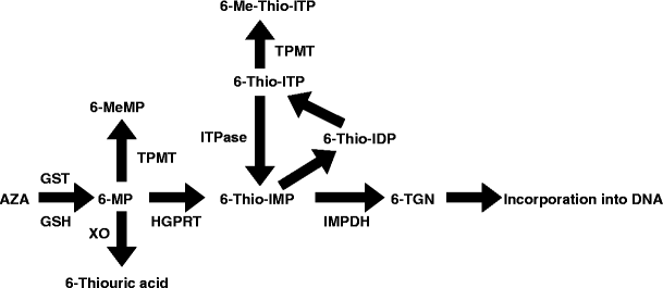 Clinical pharmacology and pharmacogenetics of thiopurines | SpringerLink