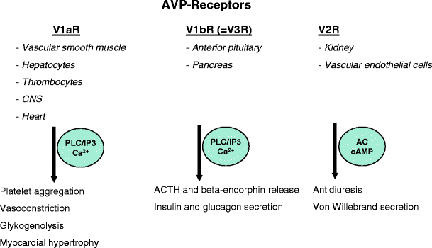 Arginine vasopressin (AVP) and treatment with arginine vasopressin ...