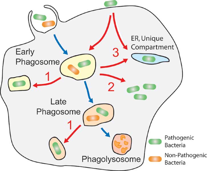 Phagosome Maturation: A Few Bugs in the System | SpringerLink