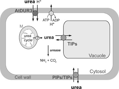 Molecular Mechanisms of Urea Transport in Plants | SpringerLink
