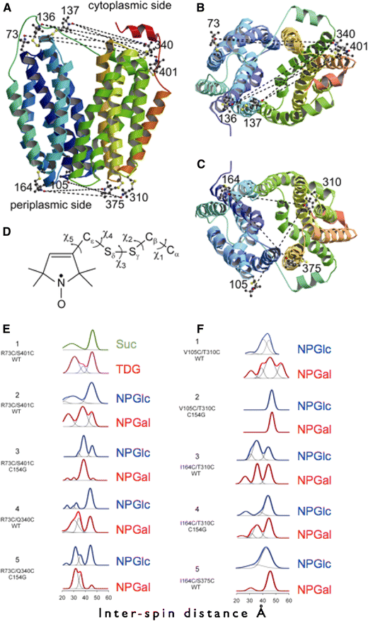 The Alternating Access Transport Mechanism in LacY | SpringerLink