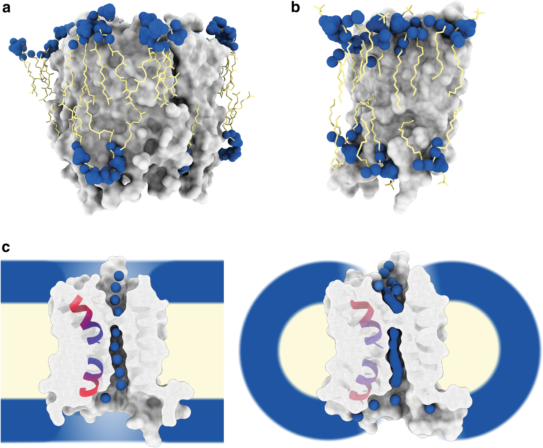 Essay on Biomembrane Structure | SpringerLink