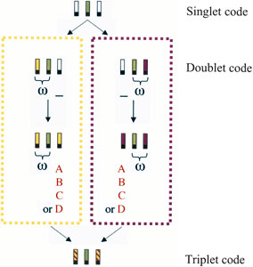 Evolution of the Genetic Triplet Code via Two Types of Doublet Codons ...