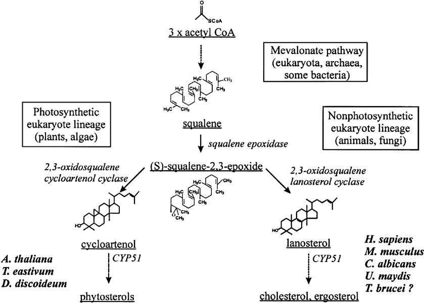 New Aspects on Lanosterol 14α-Demethylase and Cytochrome P450 Evolution ...