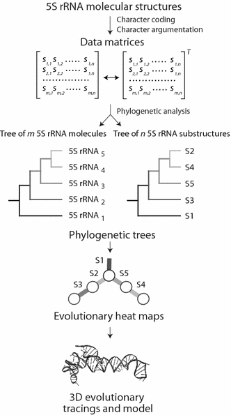 The Evolutionary History of the Structure of 5S Ribosomal RNA ...