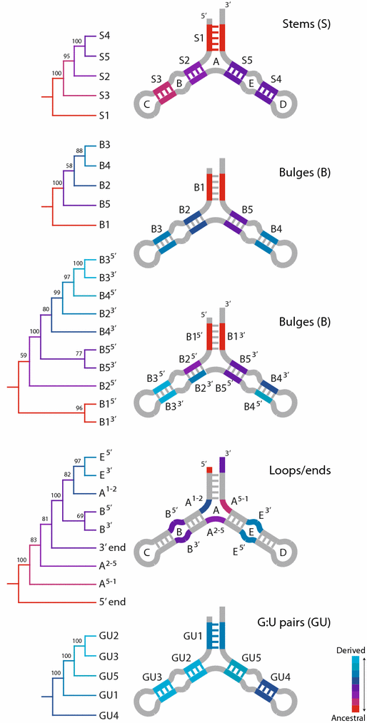 The Evolutionary History of the Structure of 5S Ribosomal RNA ...