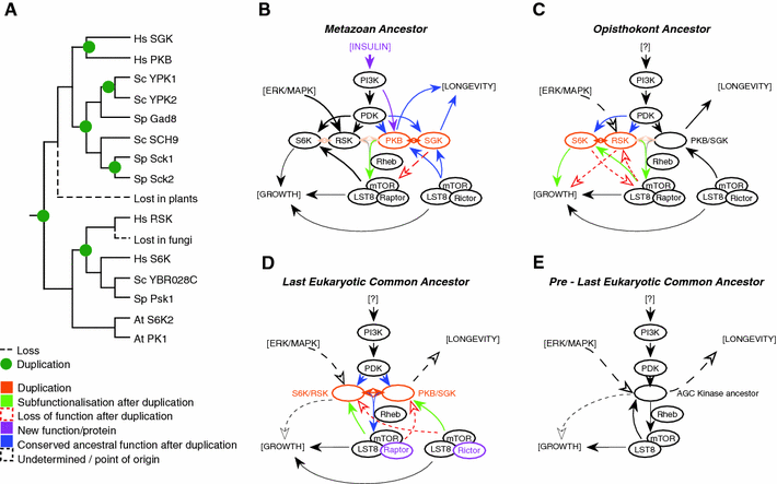 Evolution of the TOR Pathway | SpringerLink