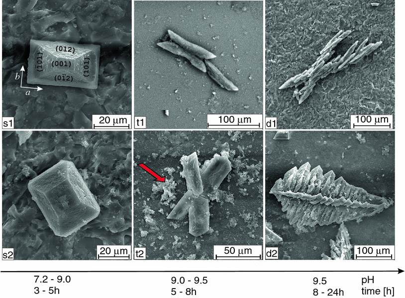 Unique surface and internal structure of struvite crystals formed by ...