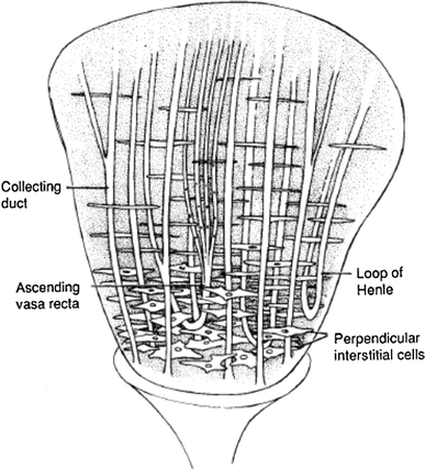 Vascular theory of the formation of Randall plaques | SpringerLink
