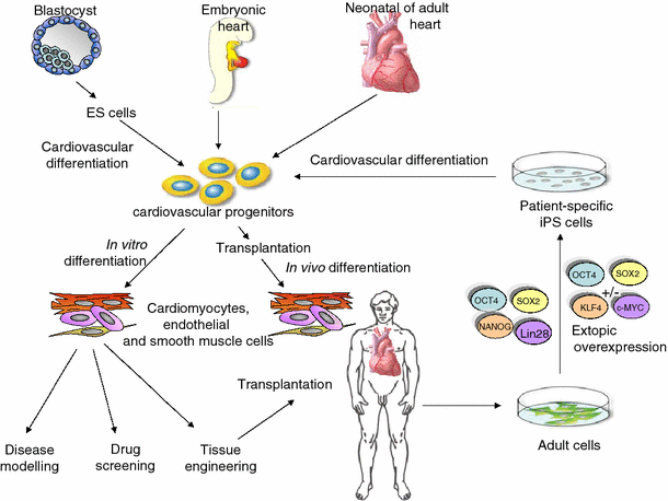 Multipotent Progenitor Cells in Regenerative Cardiovascular Medicine ...