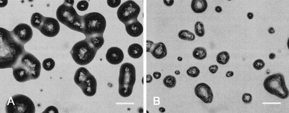 Micrococcus luteus - Survival in Amber | SpringerLink