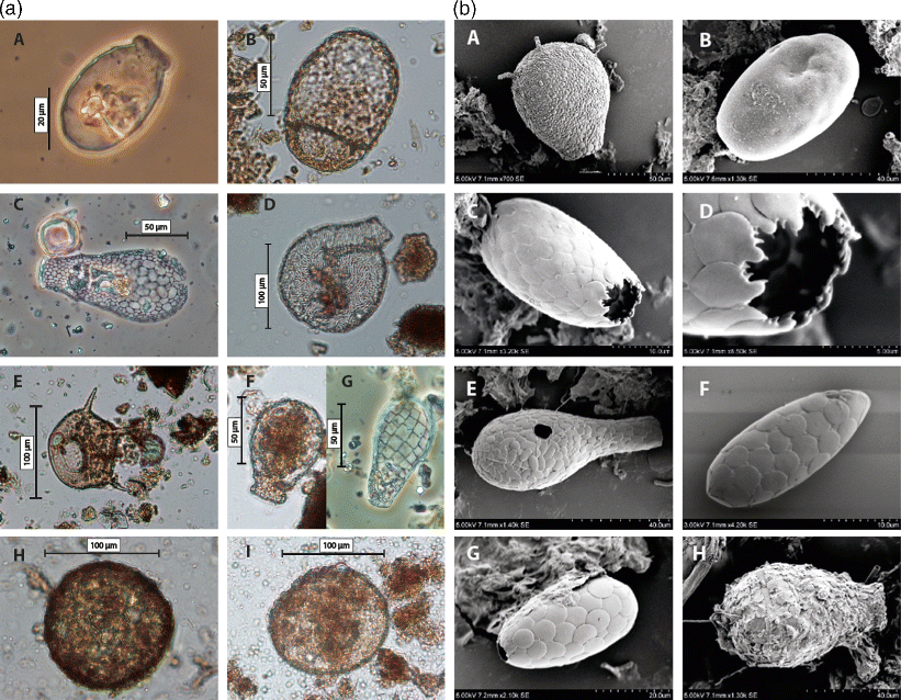 Ecology of Testate Amoebae in an Amazonian Peatland and Development of ...