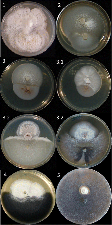 Geosmithia- Ophiostoma: a New Fungus-Fungus Association | SpringerLink