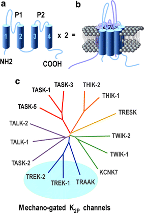The mechano-gated K2P channel TREK-1 | SpringerLink