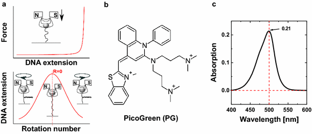 Binding mechanism of PicoGreen to DNA characterized by magnetic ...