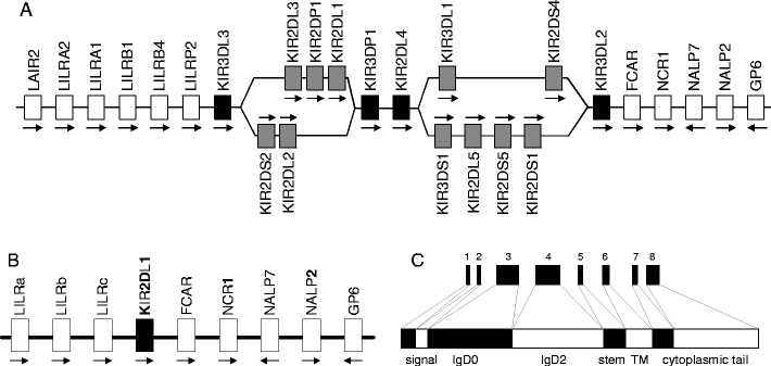 Identification of a single killer immunoglobulin-like receptor (KIR ...